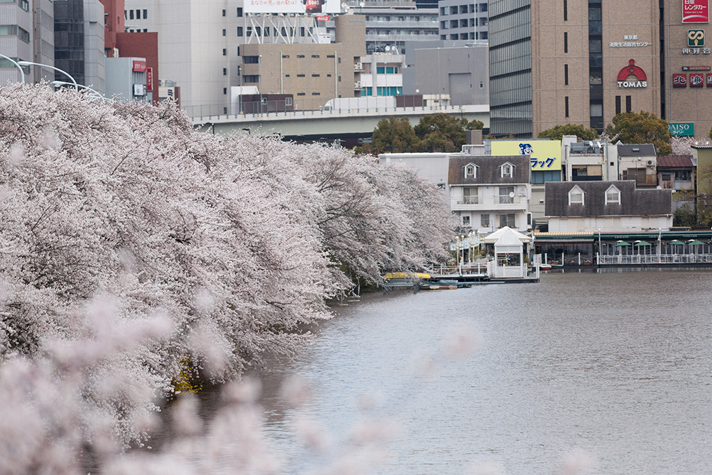Iidabashi (The Sakura Guide) - TokyoStreetView