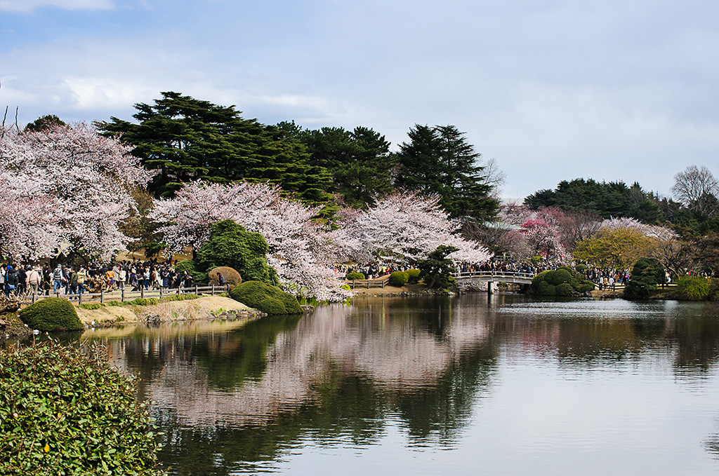 Hamarikyu Gardens (The Sakura Guide) - TokyoStreetView
