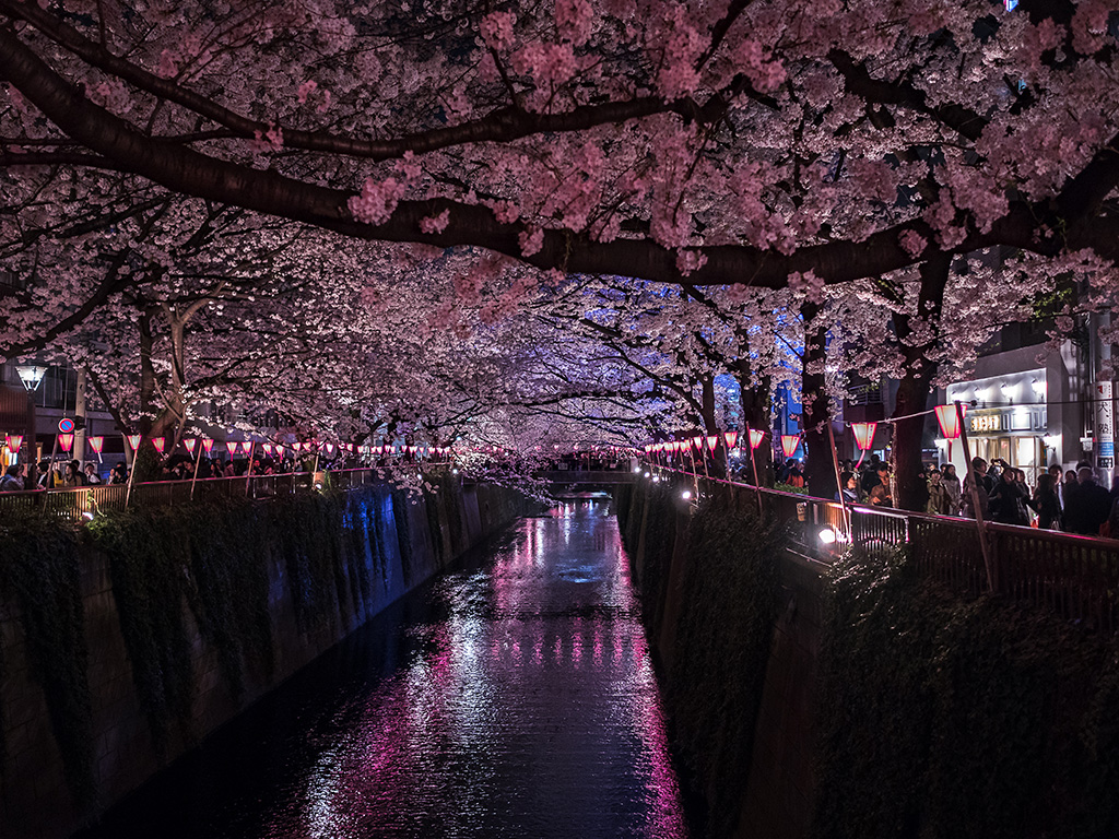 Meguro-River (The Sakura Guide) - TokyoStreetView