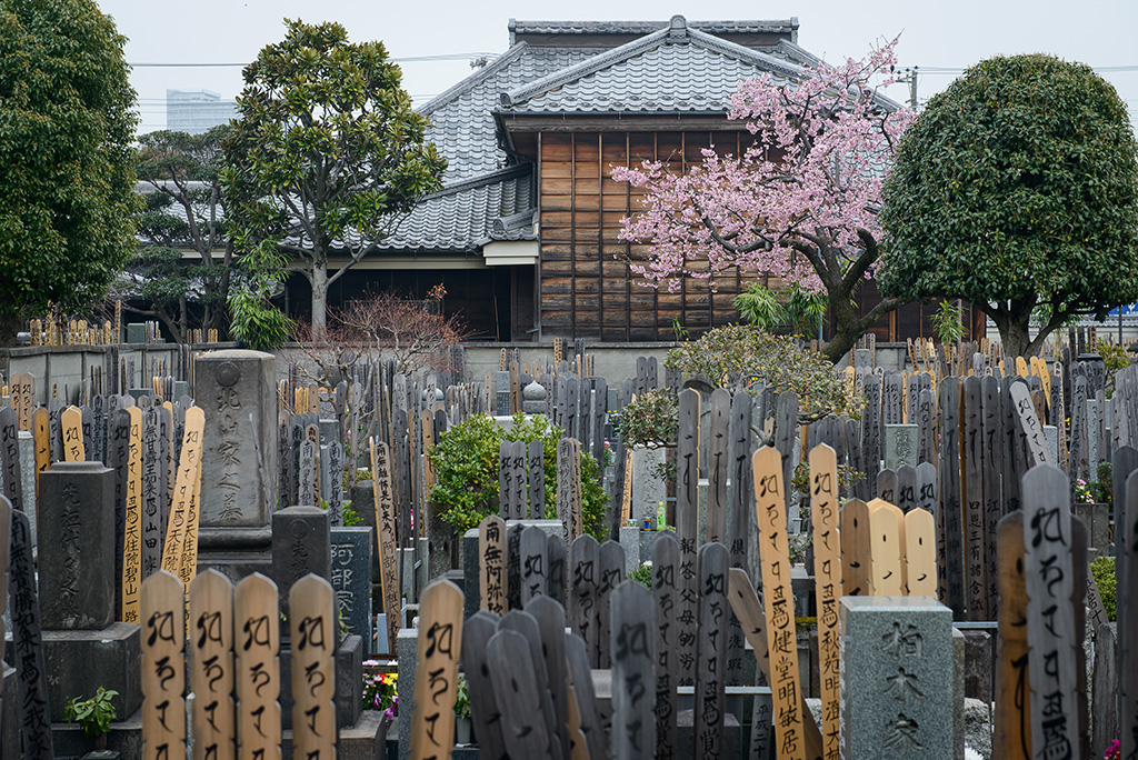 Yanaka Cemetery (The Sakura Guide) - TokyoStreetView